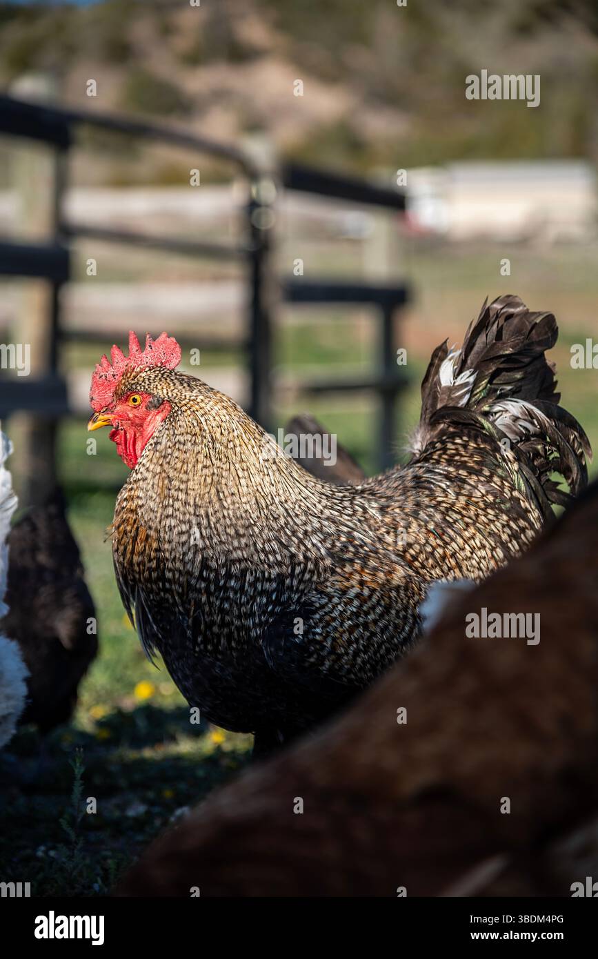 Free Range Chickens Stock Photo - Alamy