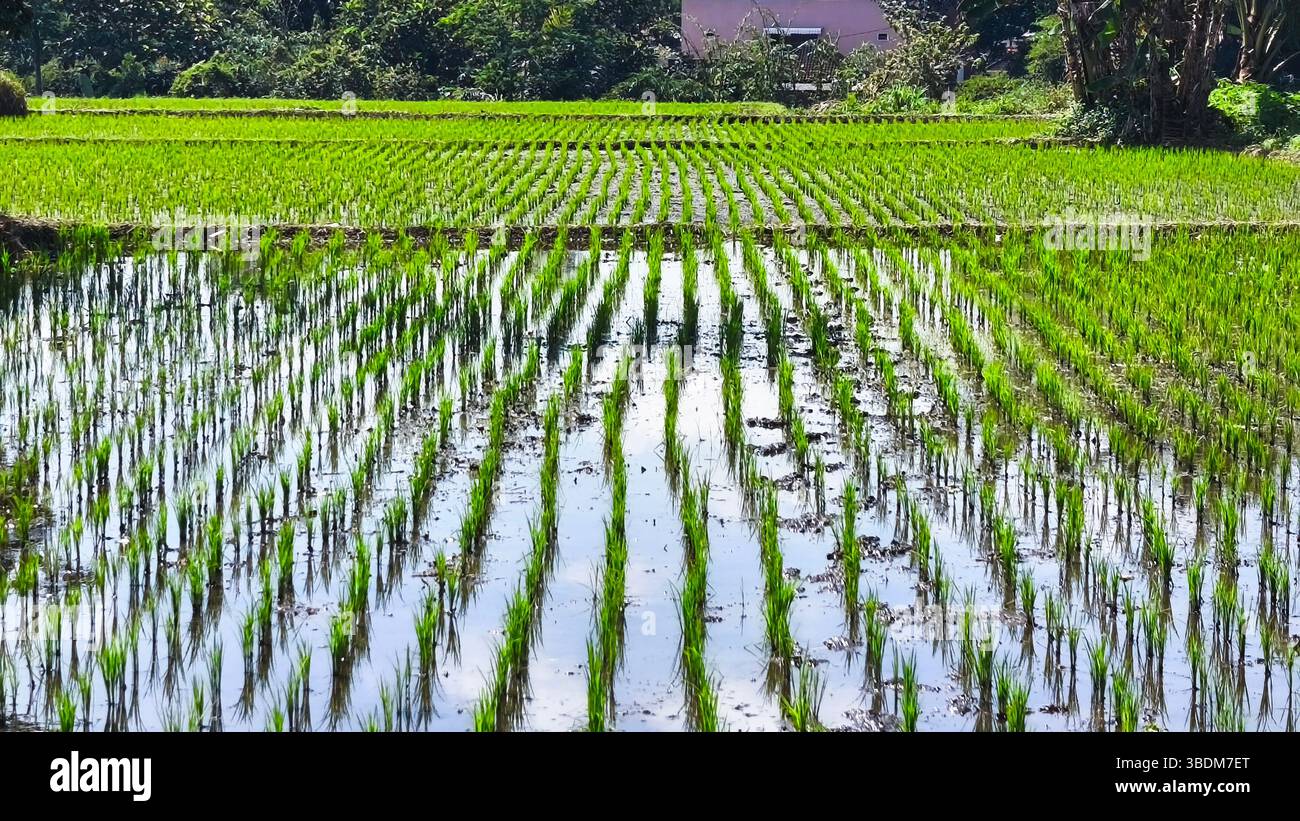 rice field atmosphere in rural areas of eastern Java, Indonesia Stock ...