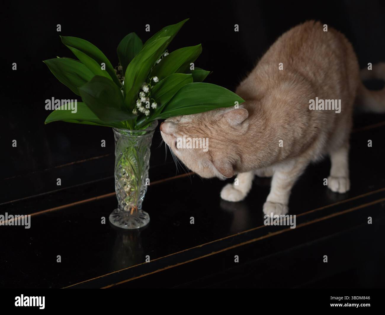 Curious Beige Tabby Cat Sniffing Lily of the Valley in Glass Vase on ...