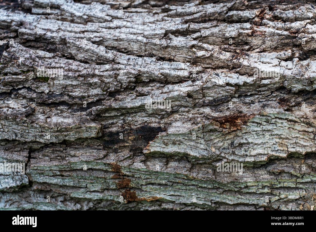 Old Tree Bark – Close-Up Perspective of Pattern and Texture Stock Photo ...