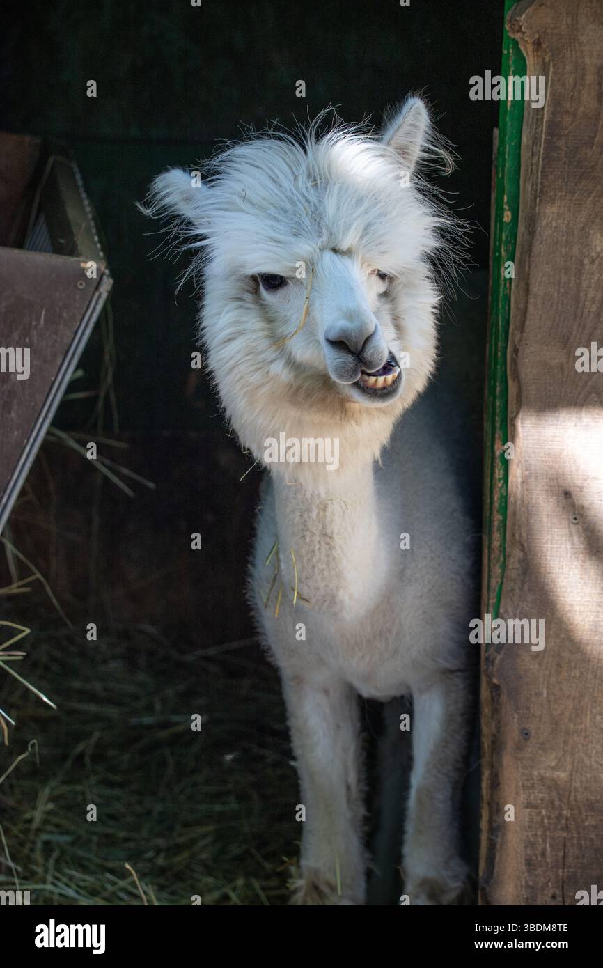 A funny, shaggy white alpaca at the zoo, chewing something and making ...