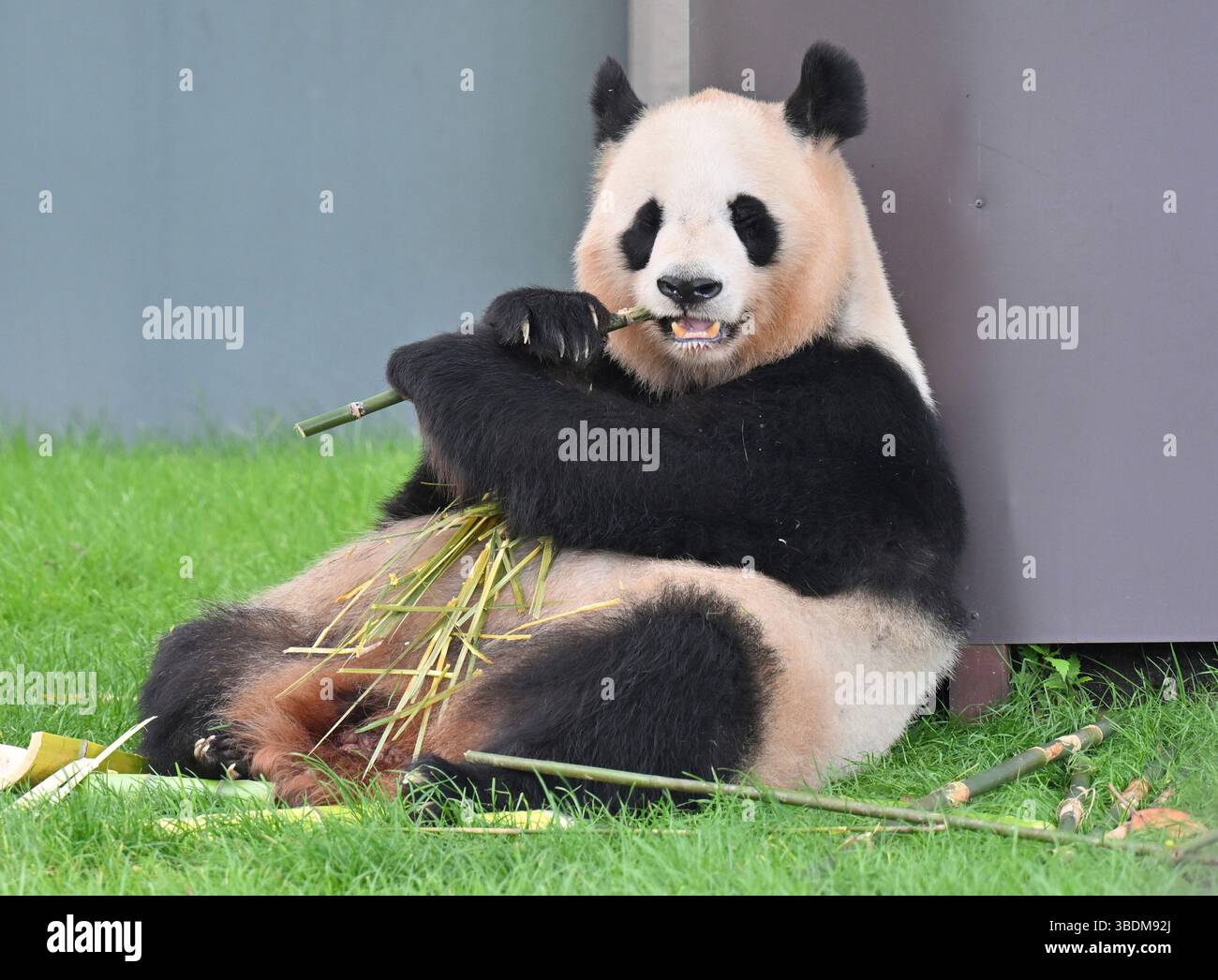 Giant panda Rauhin is exhibited outdoors for the last time before being ...