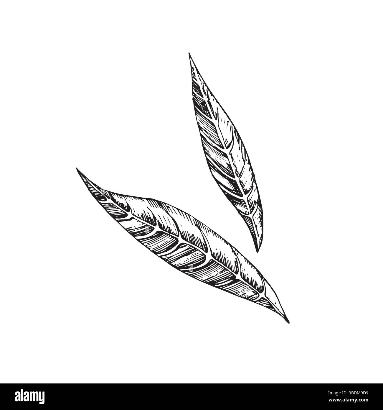Leaves set vector illustrations. Collection of hand drawn ink walnut ...
