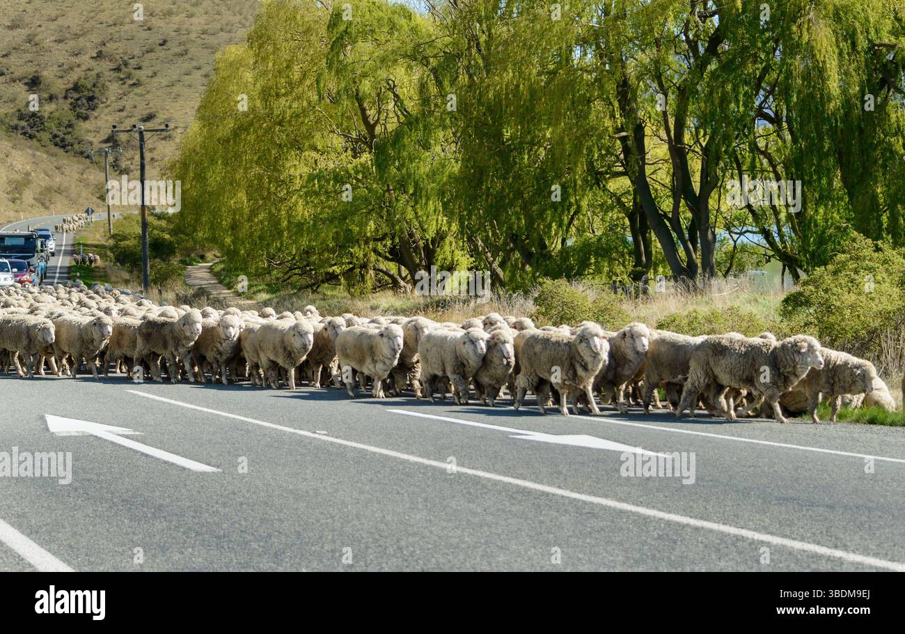 New Zealand merino sheep on the country road. Traffic building up ...