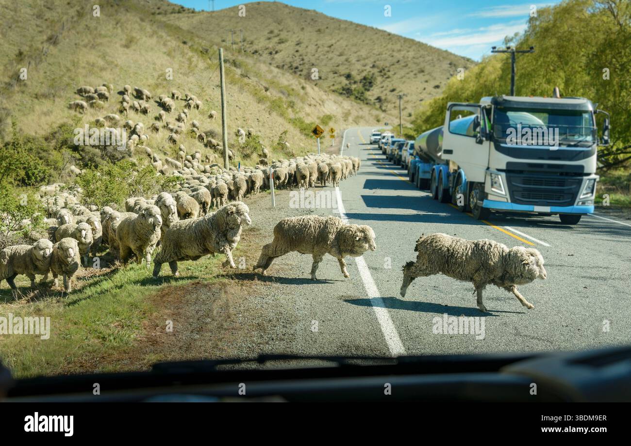 New Zealand merino sheep on the country road. Trucks and cars patiently ...