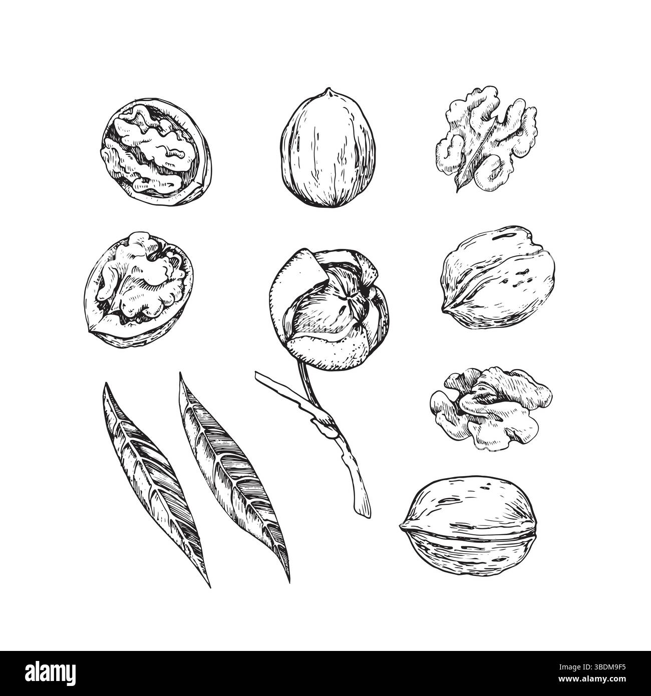 Walnut collection of hand drawn ink vector illustrations. Whole and cut ...