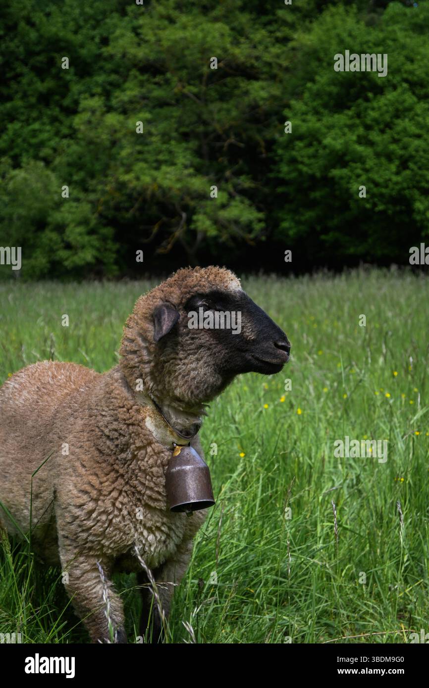 Brown sheep cowbell grazing hi-res stock photography and images - Alamy