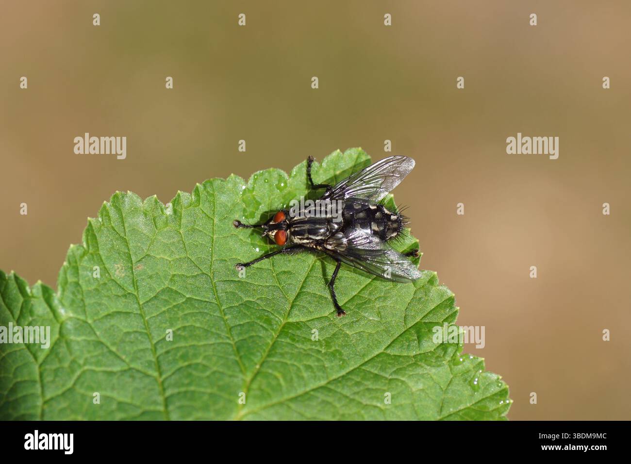 Female Flesh fly, Sarcophaga. Family Flesh flies, Sarcophagidae. On a ...