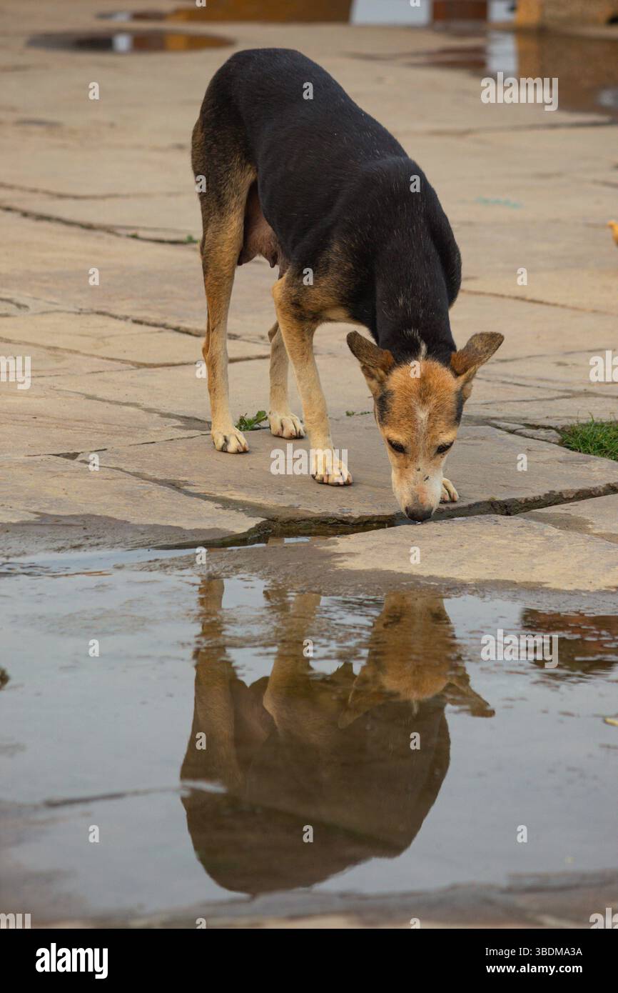 India, Varanasi, Cute Dogs on the Ghats of Varanasi, Indie Breed Stock ...