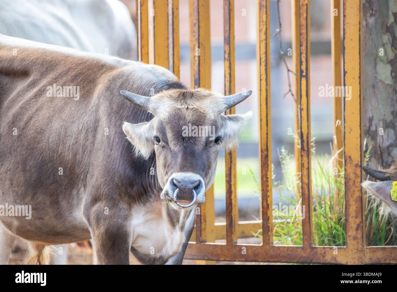 Grey cattle / Hungarian Steppe Cattle: Bos primigenius taurus on a farm ...