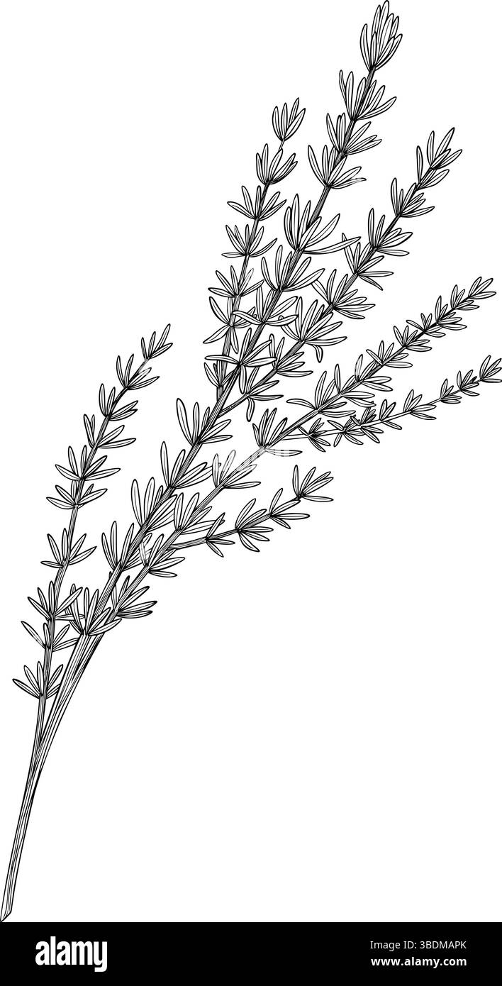 Vector illustration of a Thyme branch with tiny leaves. Hand drawn ...