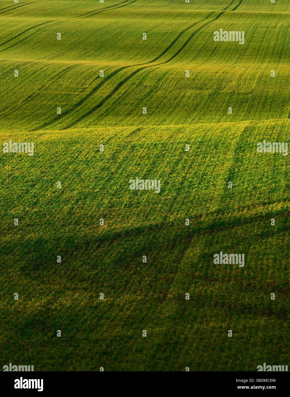 Wave grass, crop plant fields landscape. Rolling field, agriculture ...