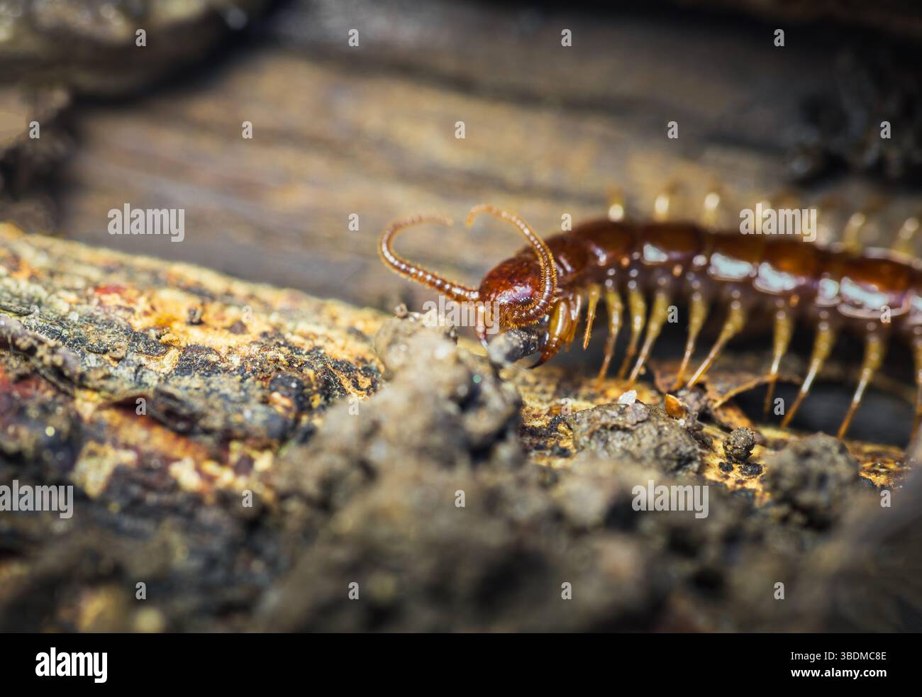 Large centipede hide in tree hi-res stock photography and images - Alamy