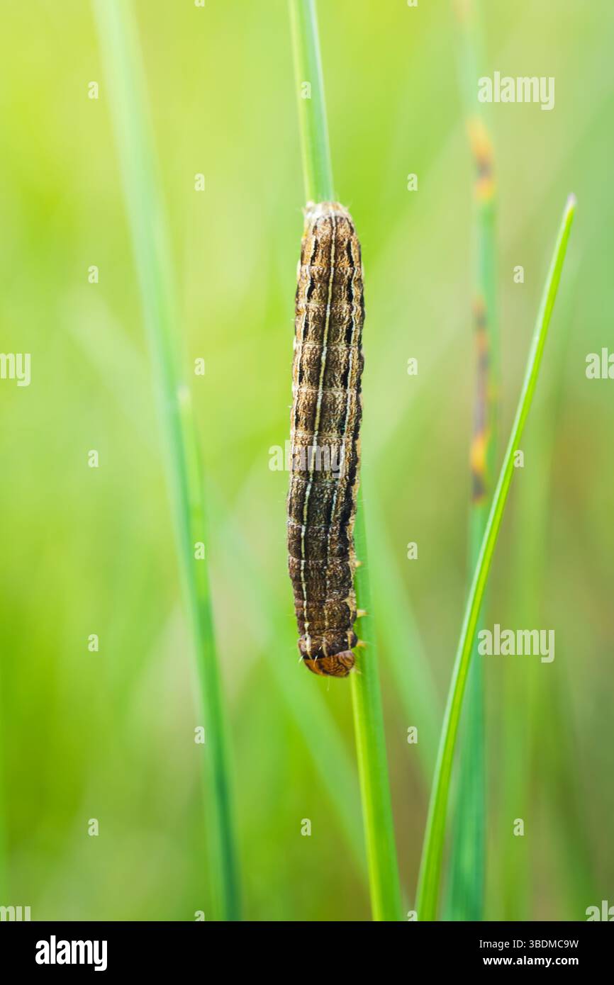 Common yellow underwing moth, noctua pronuba caterpillar on grass stem ...