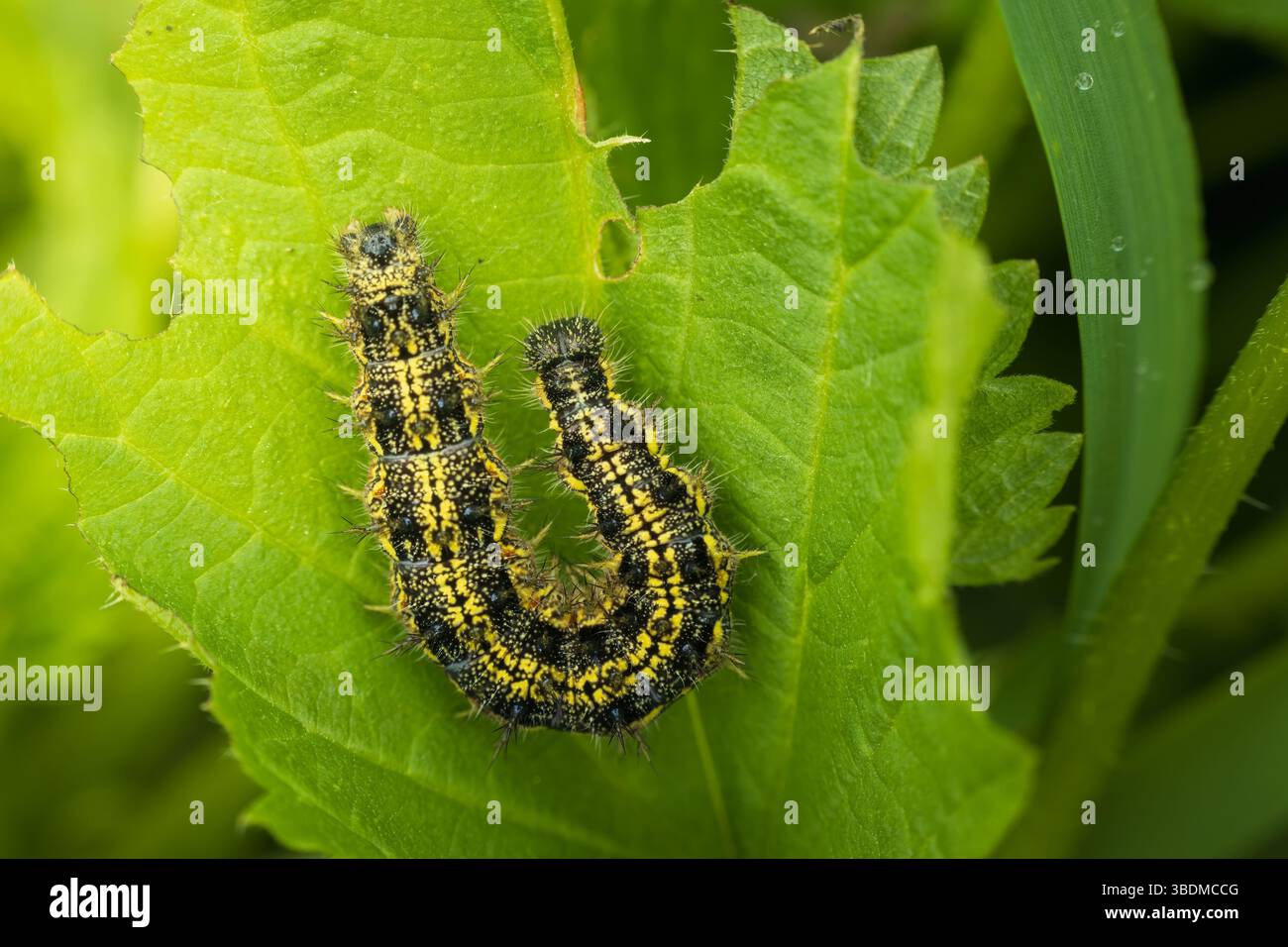 Small tortoiseshell, aglais urticae butterfly caterpillar on tinging ...