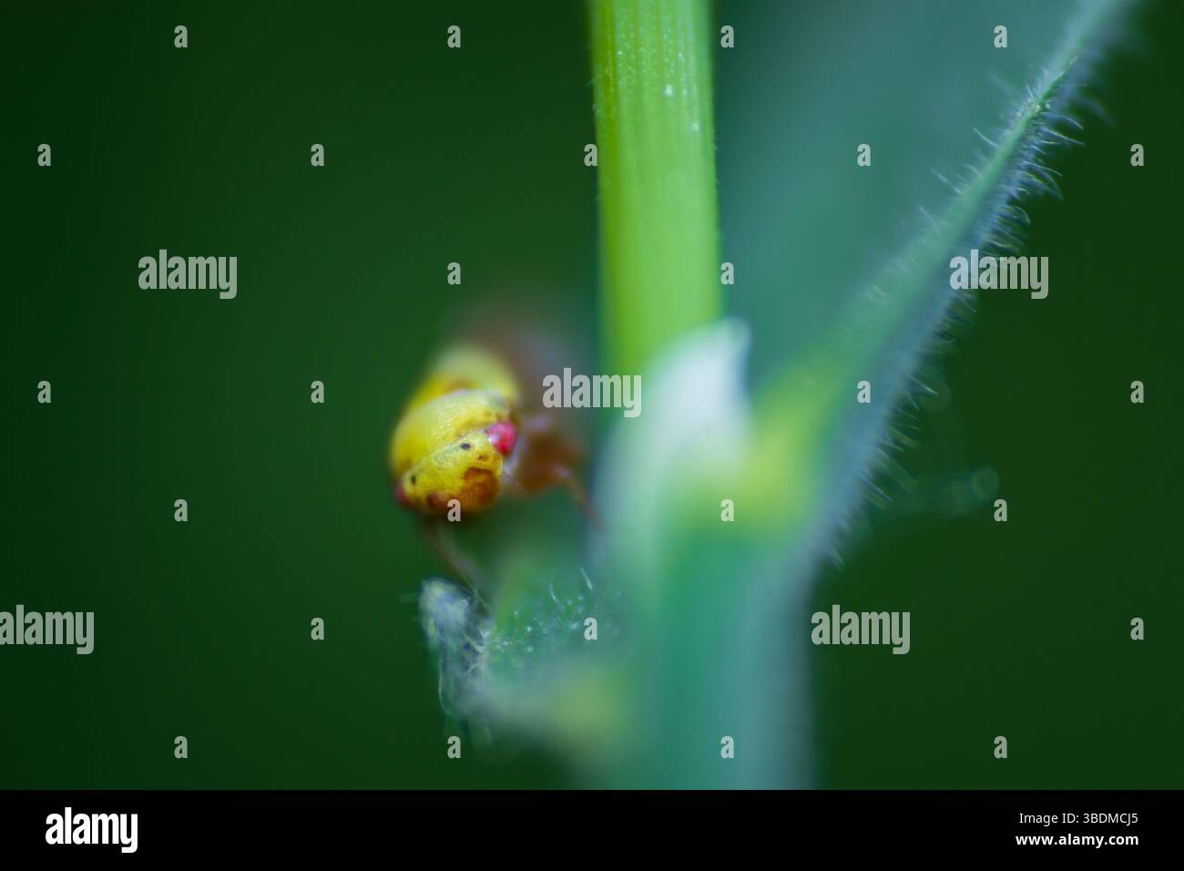 Green leafhopper, bothrogonia ferruginea, empoasca vitis animal on ...