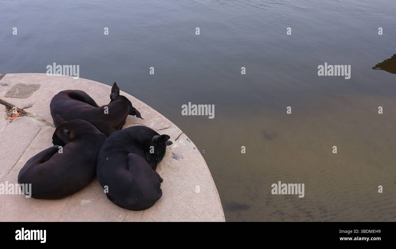India, Varanasi, Cute Dogs on the Ghats of Varanasi, Indie Breed Stock ...