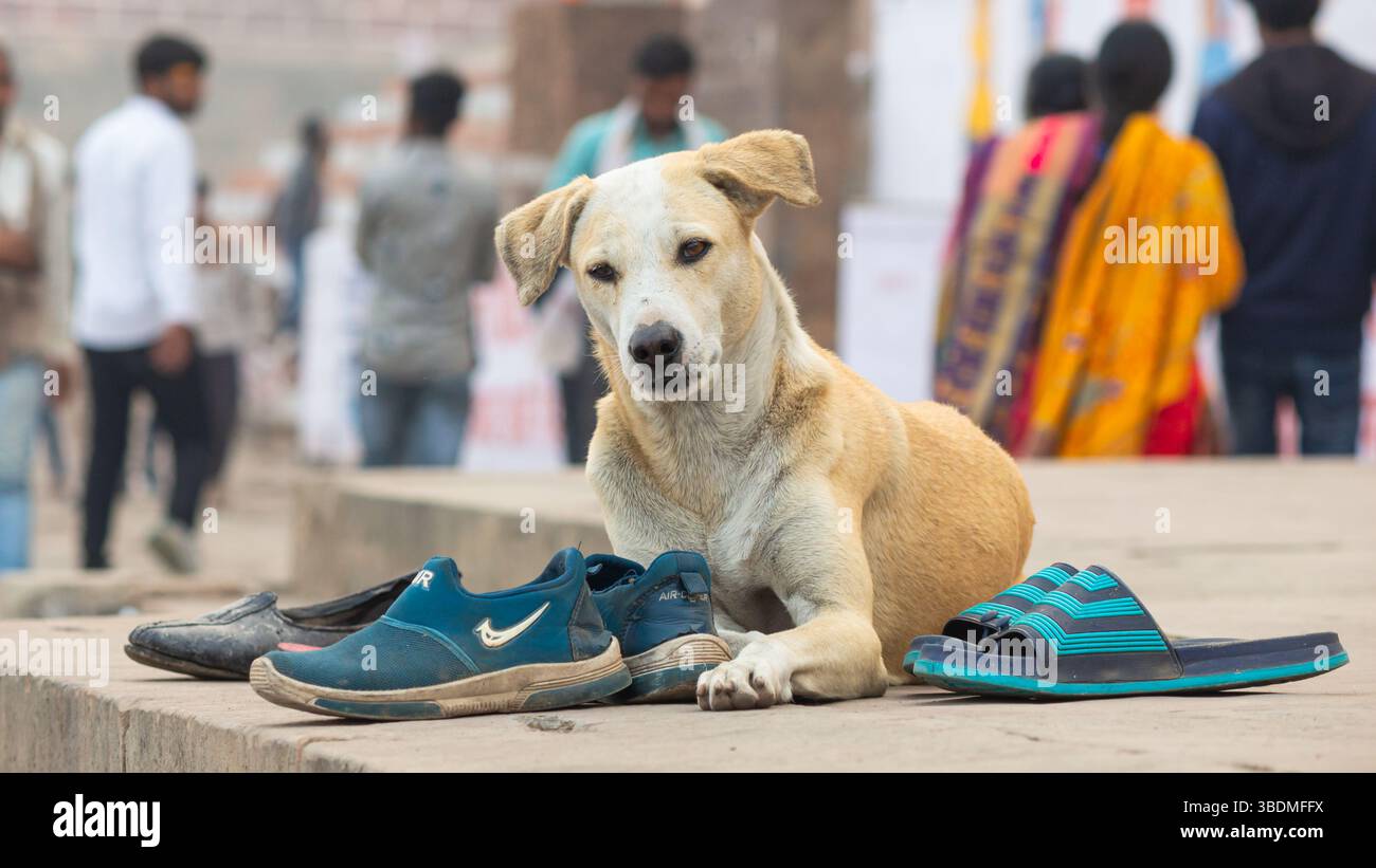 India, Varanasi, Cute Dogs on the Ghats of Varanasi, Indie Breed Stock ...