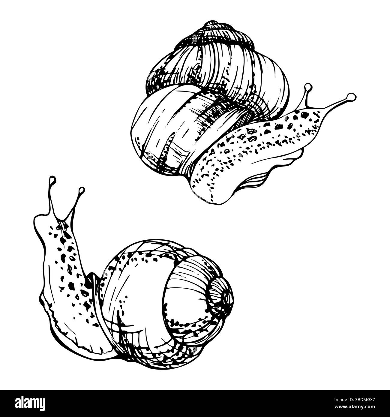 Shelled mollusc Stock Vector Images - Alamy