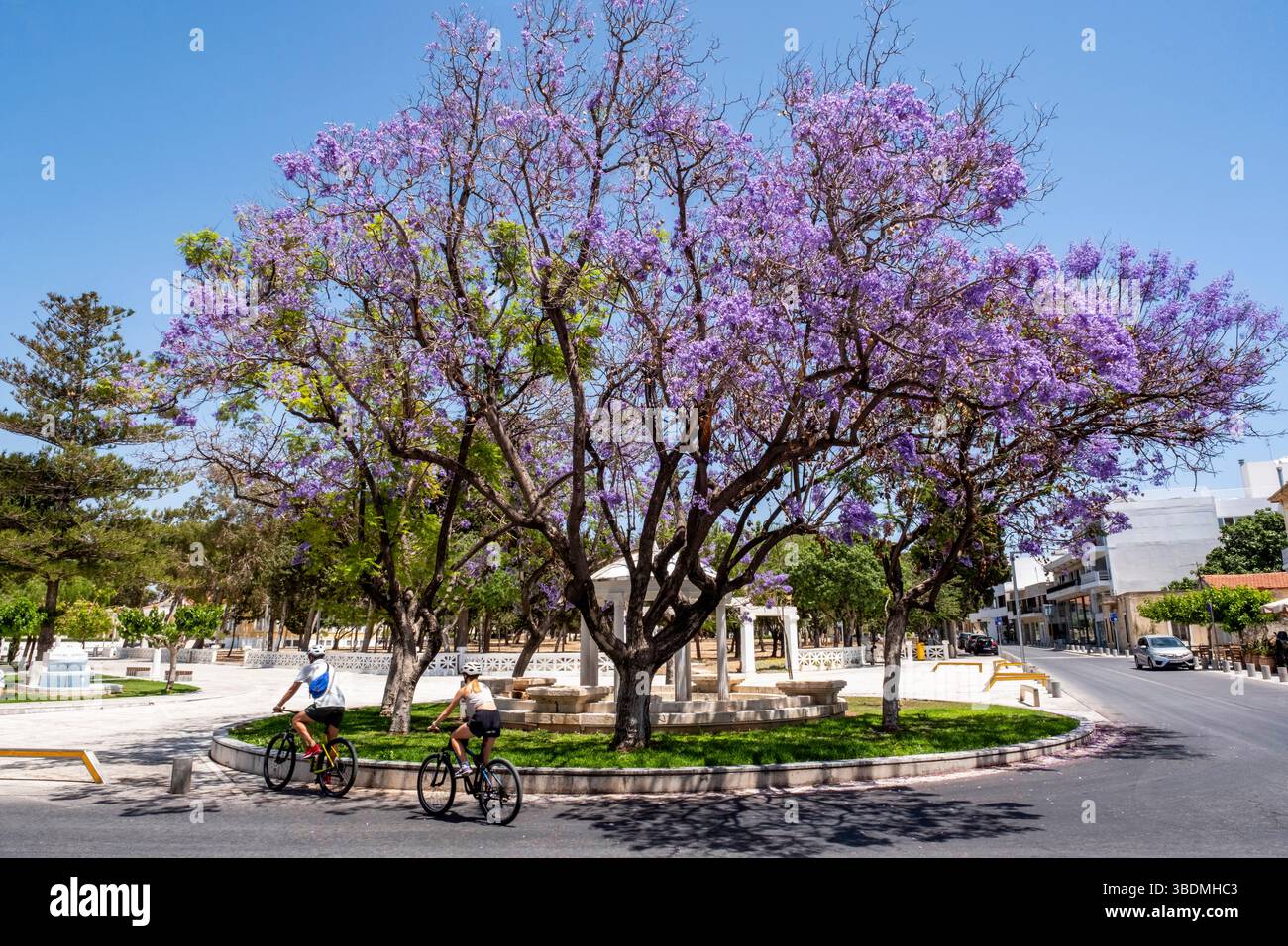 Flowering Jacaranda mimosifolia trees, 28th October square, Paphos old ...