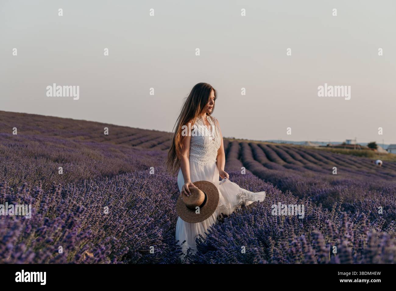 Lavender Fields Provence Woman Sunset: Summer stroll through purple French lavender; serene ...