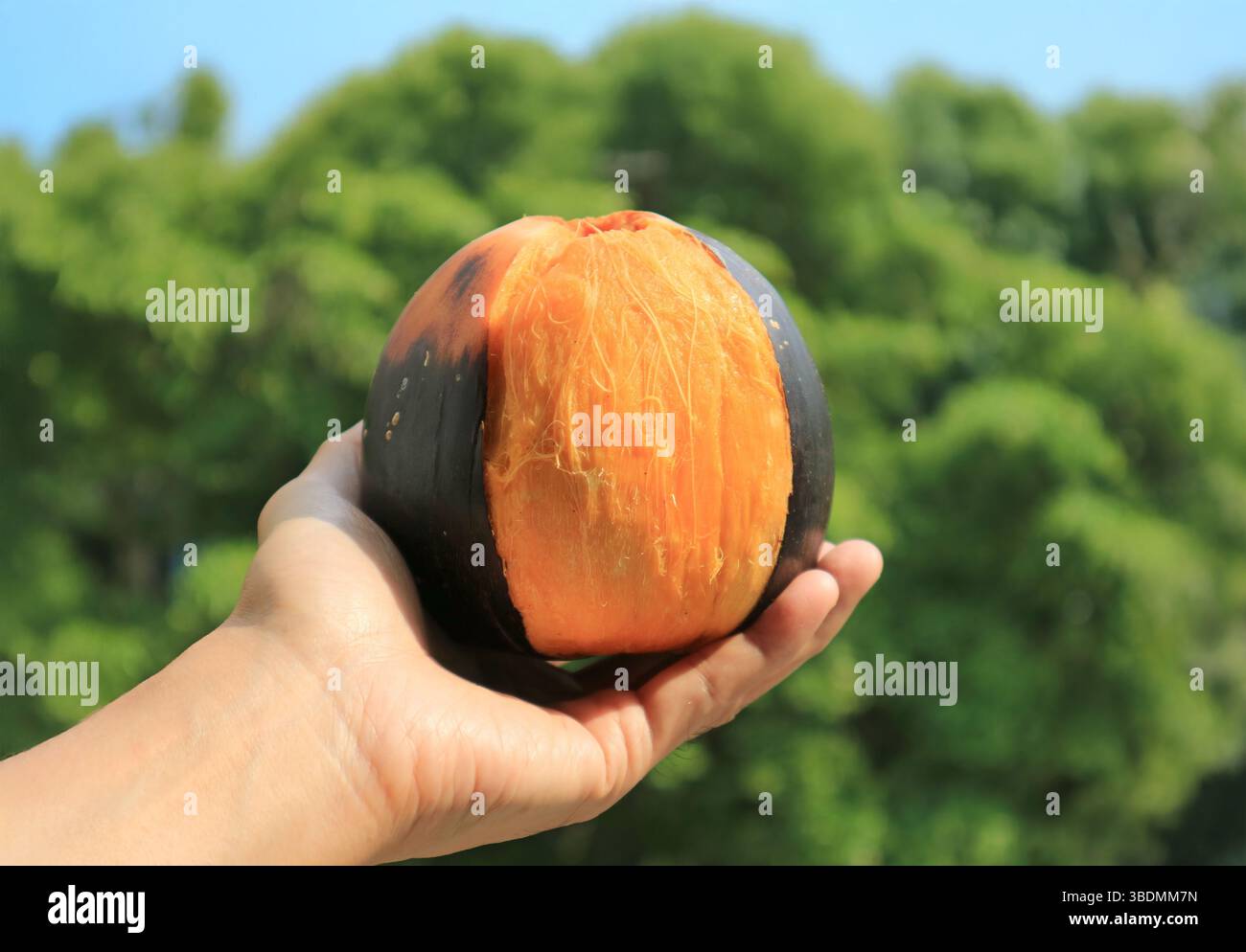 Peeled Palmyra Palm or Toddy Palm Shown the Fruit Fibrous Pulp which ...