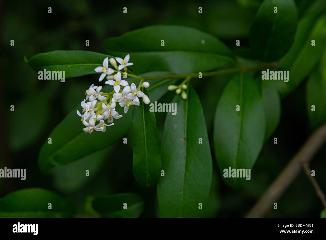 The blossoming bush a privet ordinary Ligustrum vulgare Stock Photo - Alamy