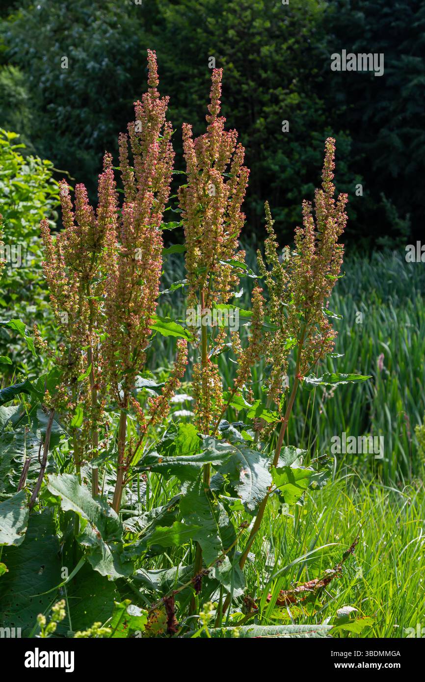 Part of a sorrel bush Rumex confertus growing in the wild with dry ...