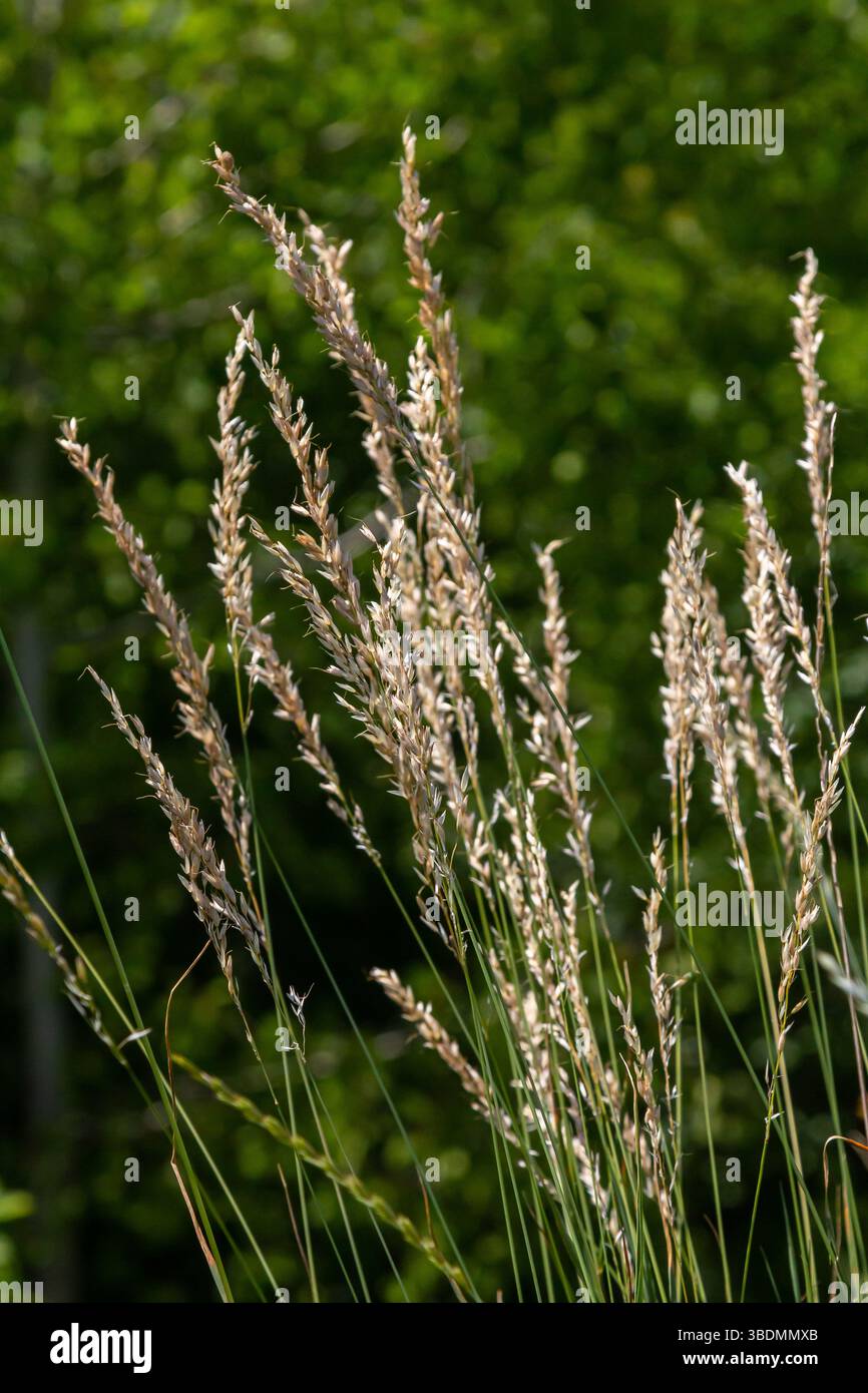 Mountain melick grass blooming in the wind Stock Photo - Alamy
