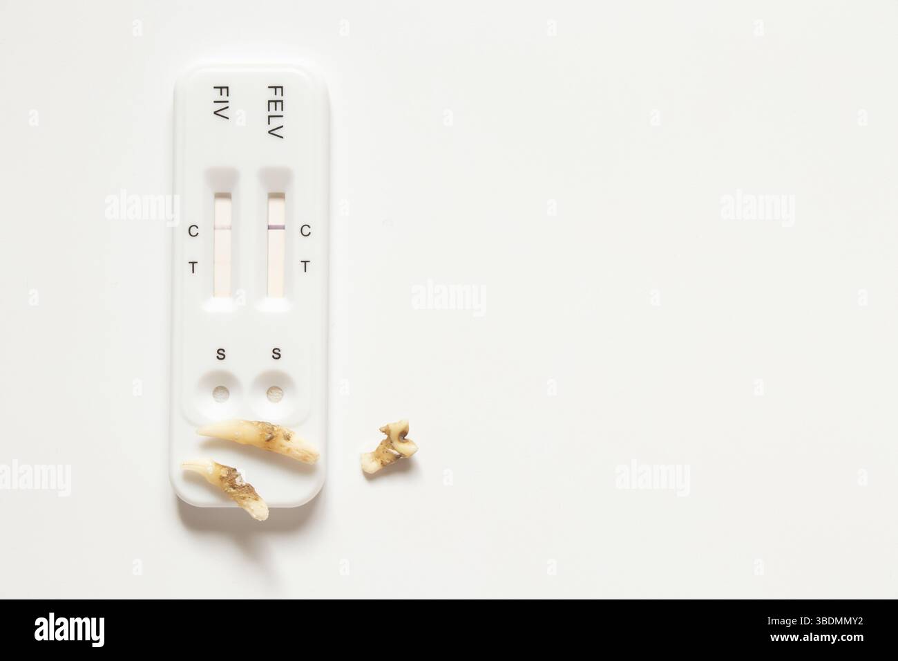 Cat teeth with plaque and express test for viral leukemia FELV and ...