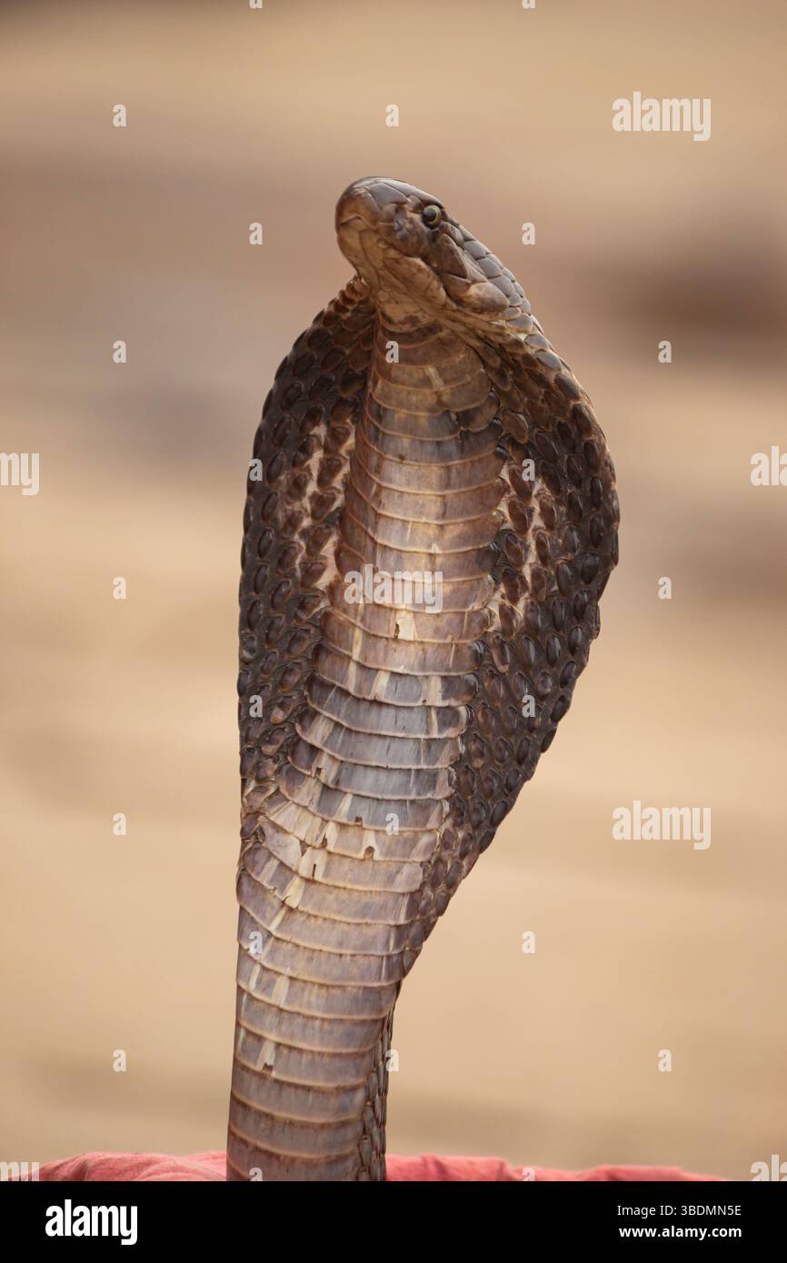 Portrait of Indian Kobra, India Stock Photo - Alamy