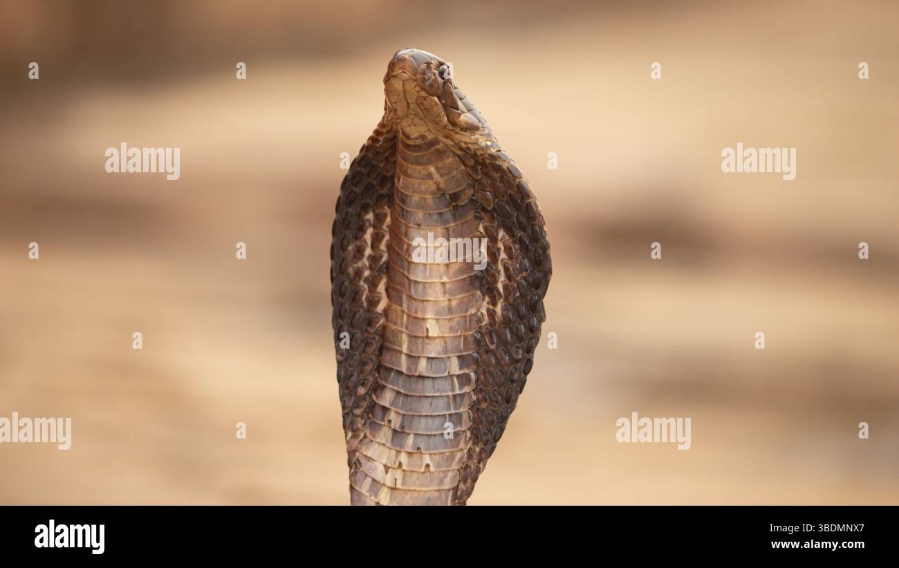 Portrait of Indian Kobra, India Stock Photo - Alamy
