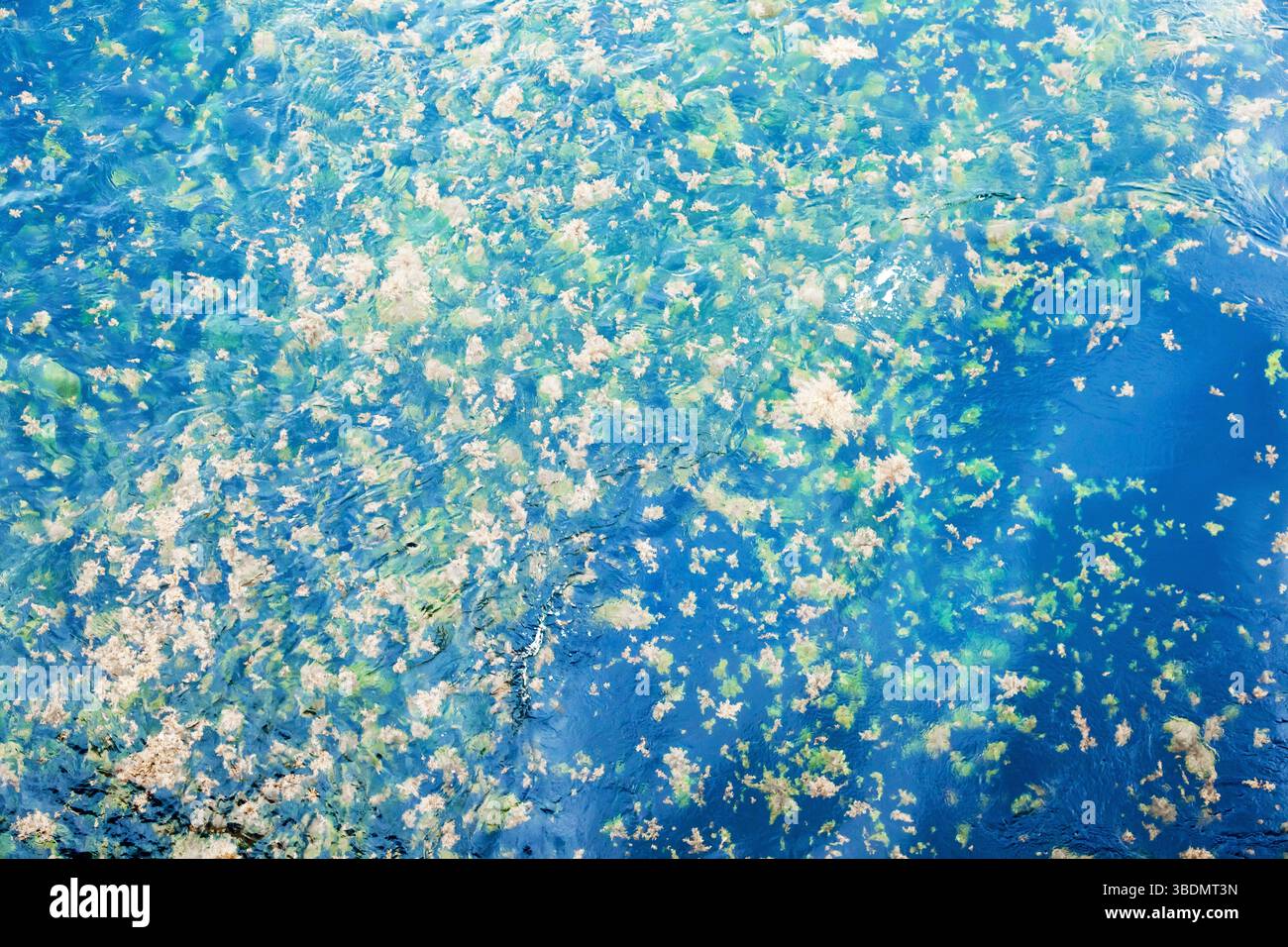 Floating algae on the surface of the sea Stock Photo - Alamy