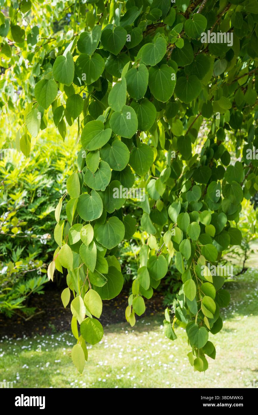 Leaves of the Katsura tree, Cercidiphylum japonicum Stock Photo - Alamy
