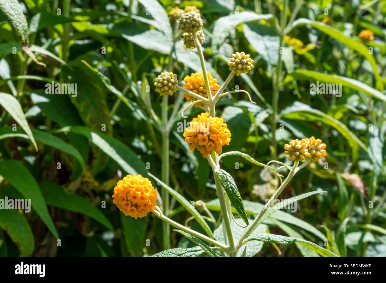 Buddleja tree hi-res stock photography and images - Alamy
