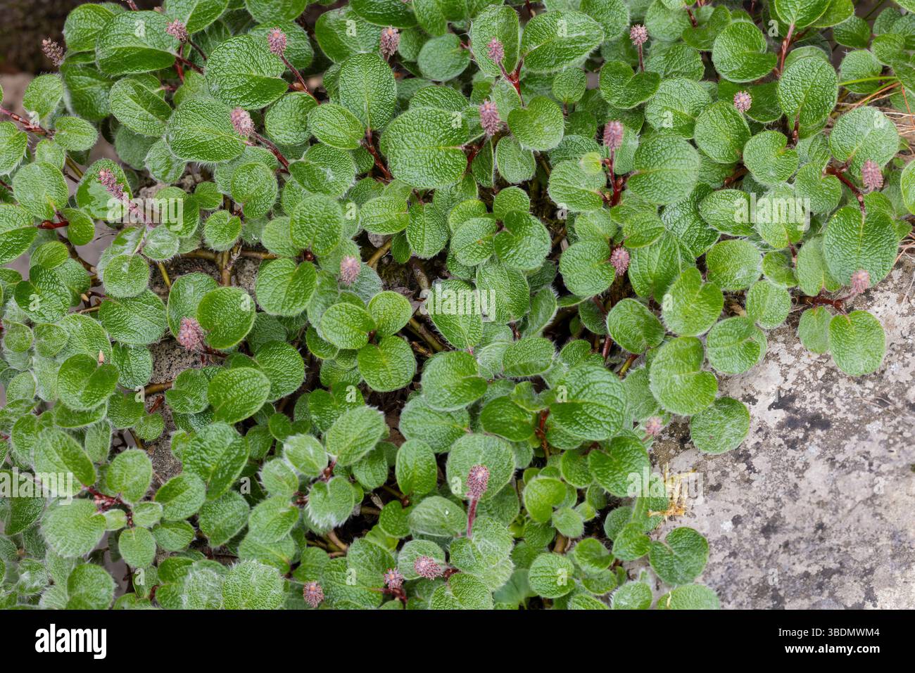 Net-leaved Willow, Salix reticulatus, a dwarf willow from northern and ...