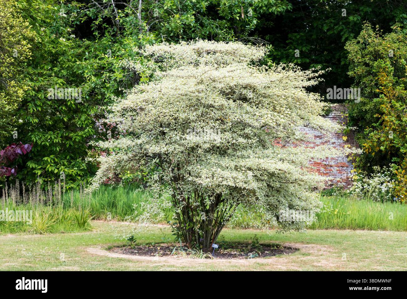 Cornus alternifolia variegata, a deciduous dogwood, also known as ...