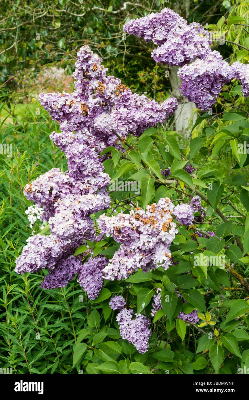 Syringa Banner of Lenin Stock Photo - Alamy