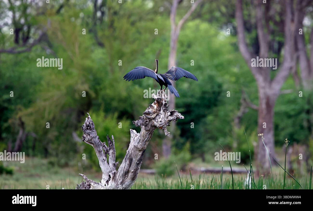 African darter perched to dry its outspread wings Stock Photo - Alamy