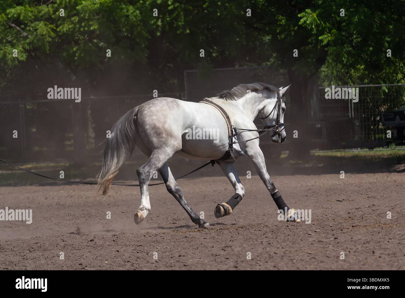 White horse while training at the racetrack. Animals Stock Photo - Alamy