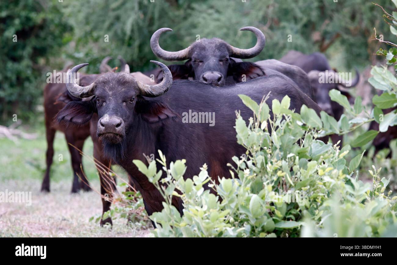 Cape buffalo in the Okavango delta in Botswana Stock Photo - Alamy