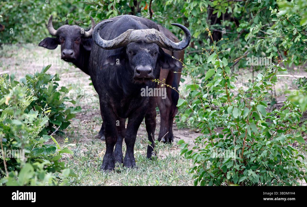 Cape buffalo in the Okavango delta in Botswana Stock Photo - Alamy