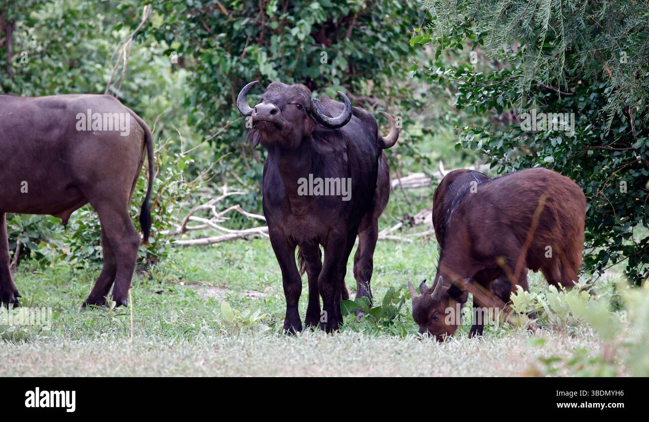 Cape buffalo in the Okavango delta in Botswana Stock Photo - Alamy