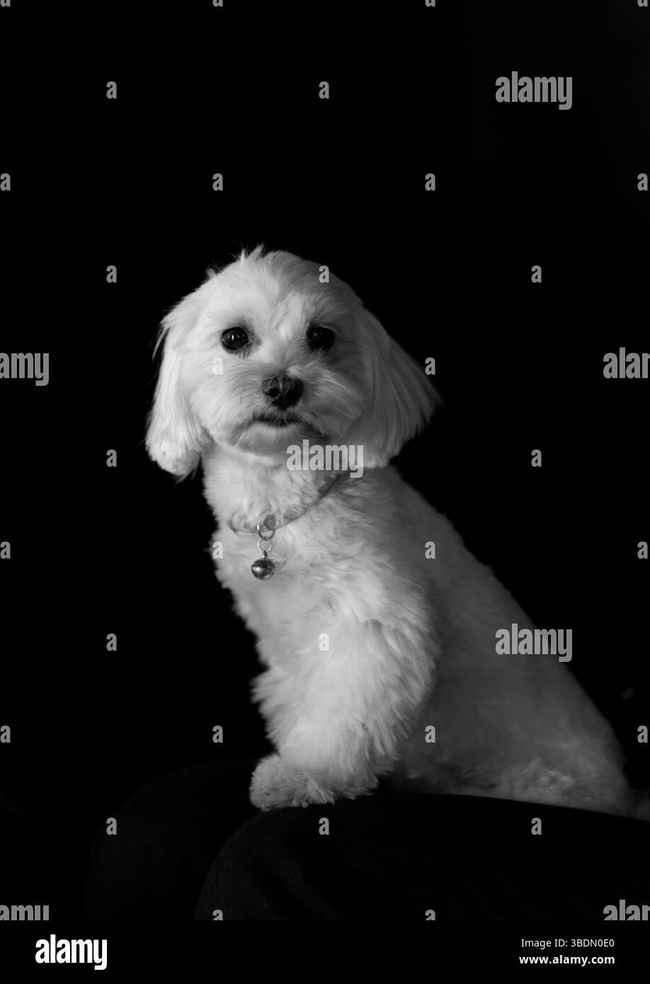 Dog eyes dark Black and White Stock Photos & Images - Alamy