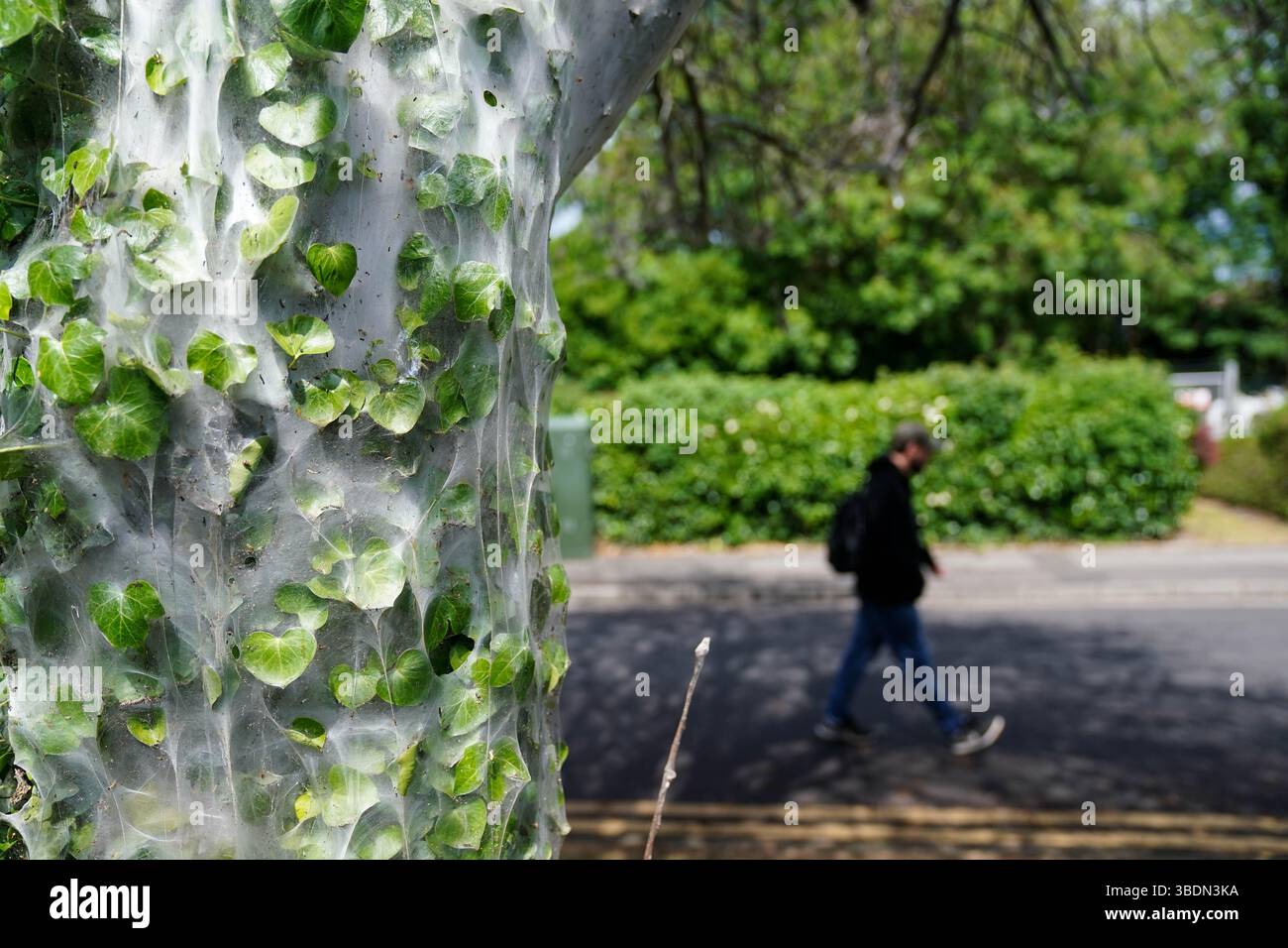 Silk webbing from bird-cherry ermine caterpillars covers trees and ...