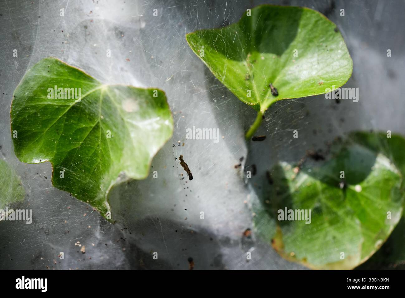 Silk webbing from bird-cherry ermine caterpillars covers trees and ...