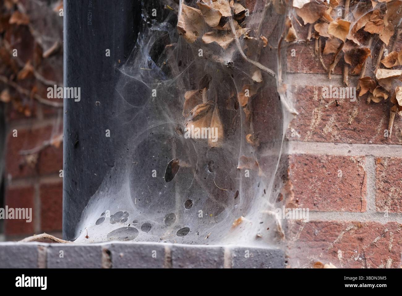 Silk webbing from bird-cherry ermine caterpillars on a wall along ...