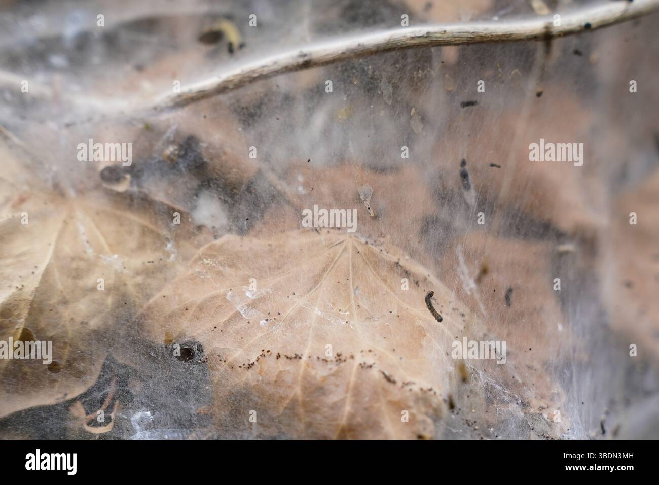 Silk webbing from bird-cherry ermine caterpillars covers trees and ...