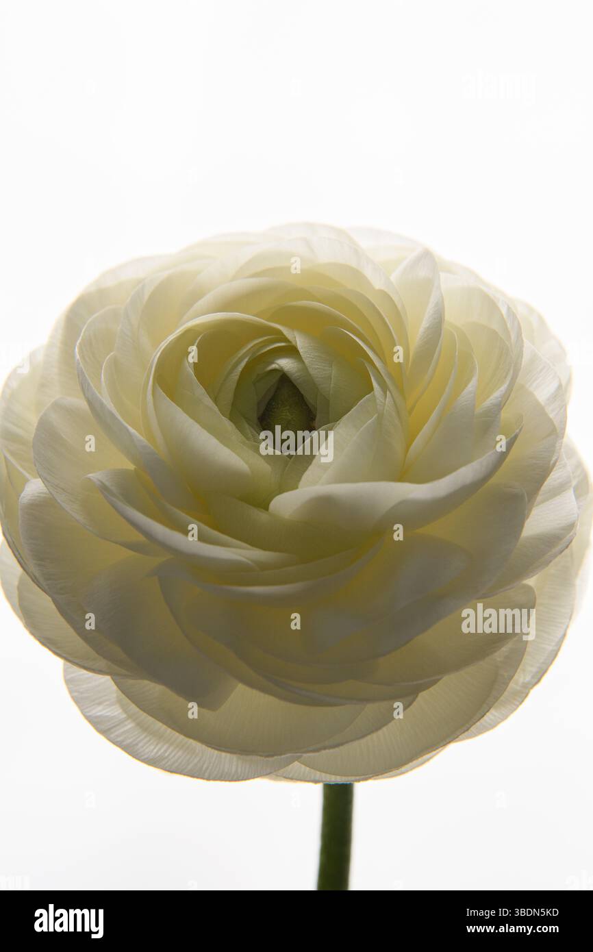 White Ranunculus flower. Universal close-up photo. Picture in a frame ...