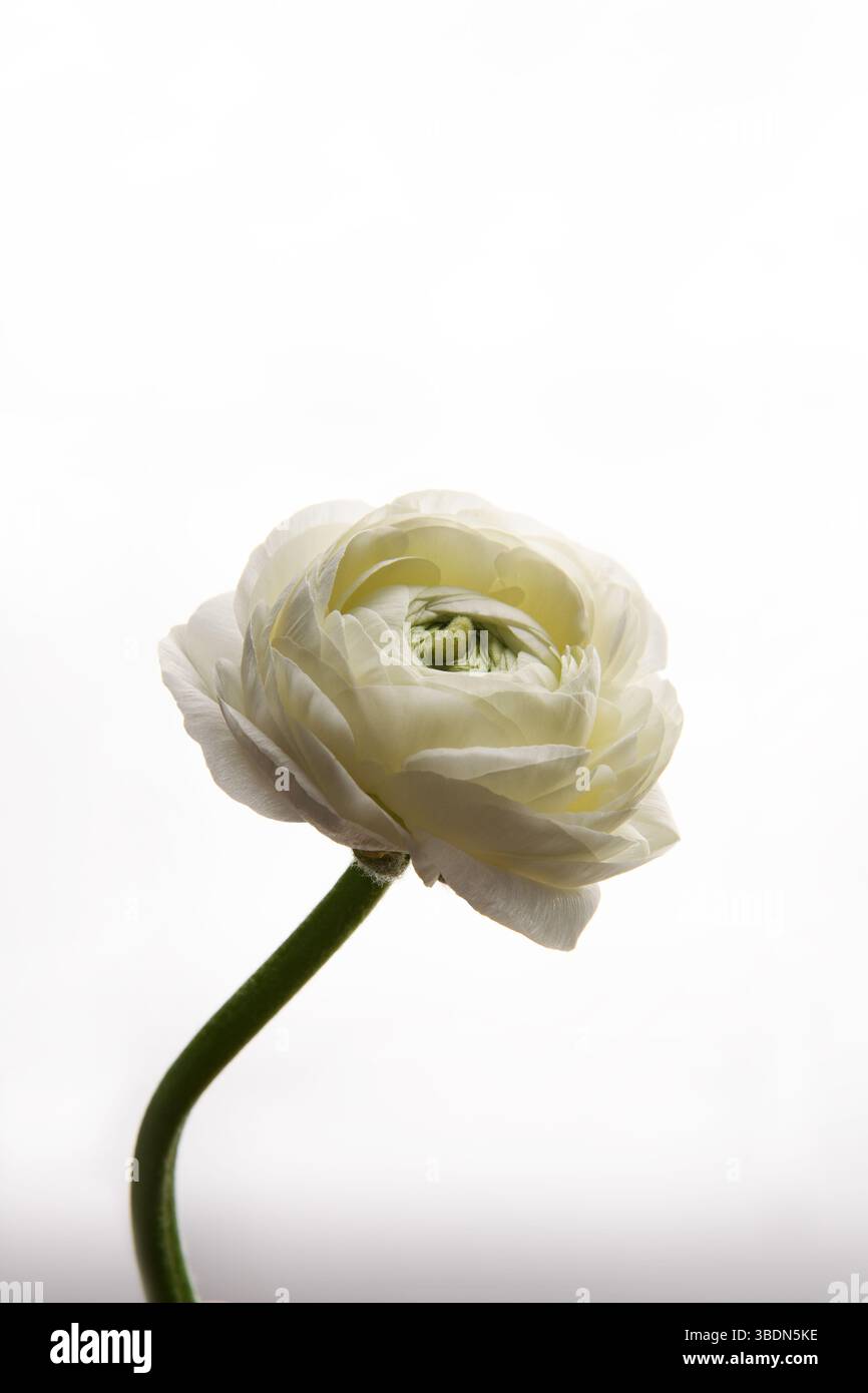 Universal close-up photo. One Ranunculus flower. Vertical photo ...